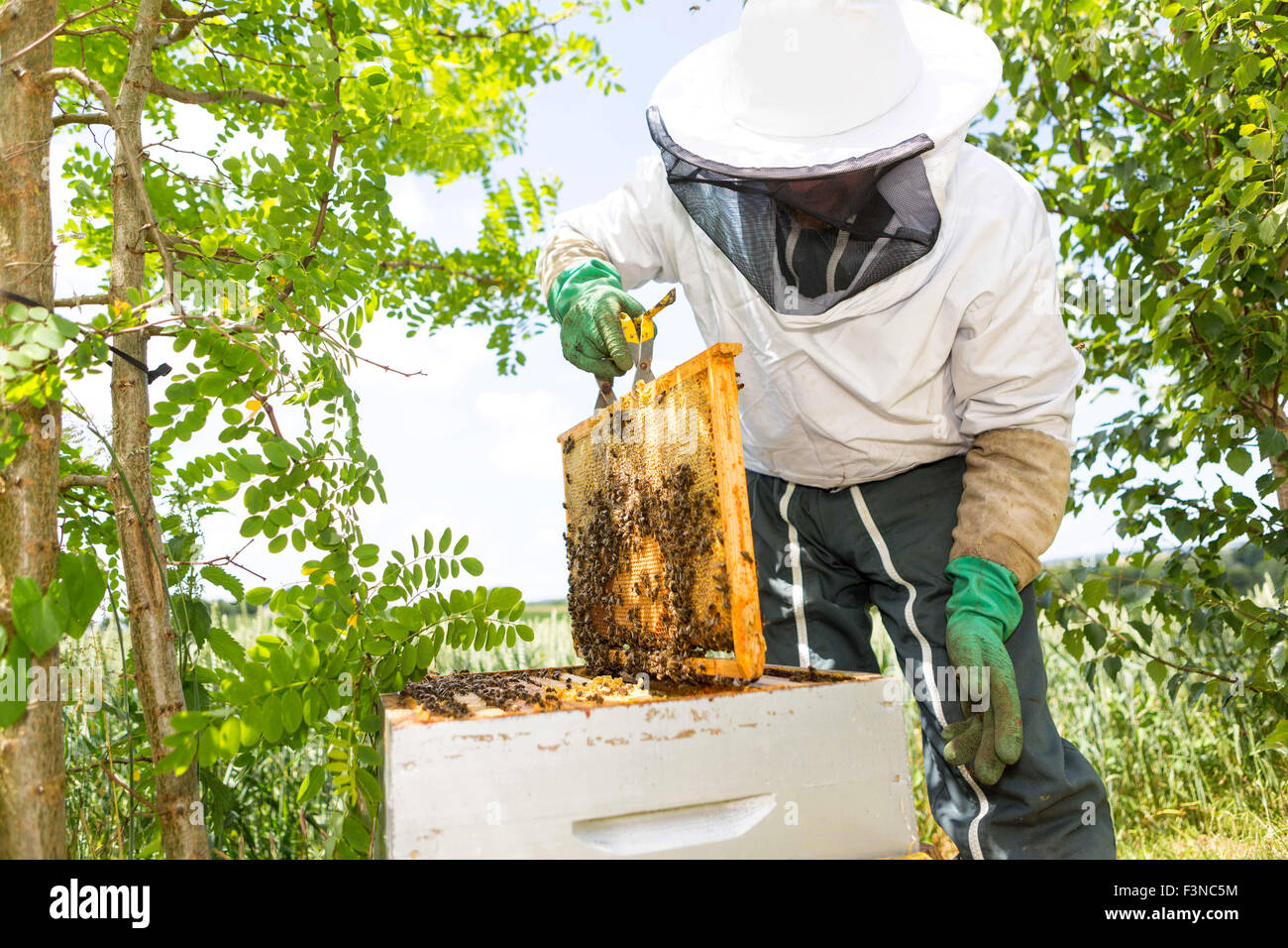 VIew of a Beekeeper working on his beehives in the garden Stock Photo ...