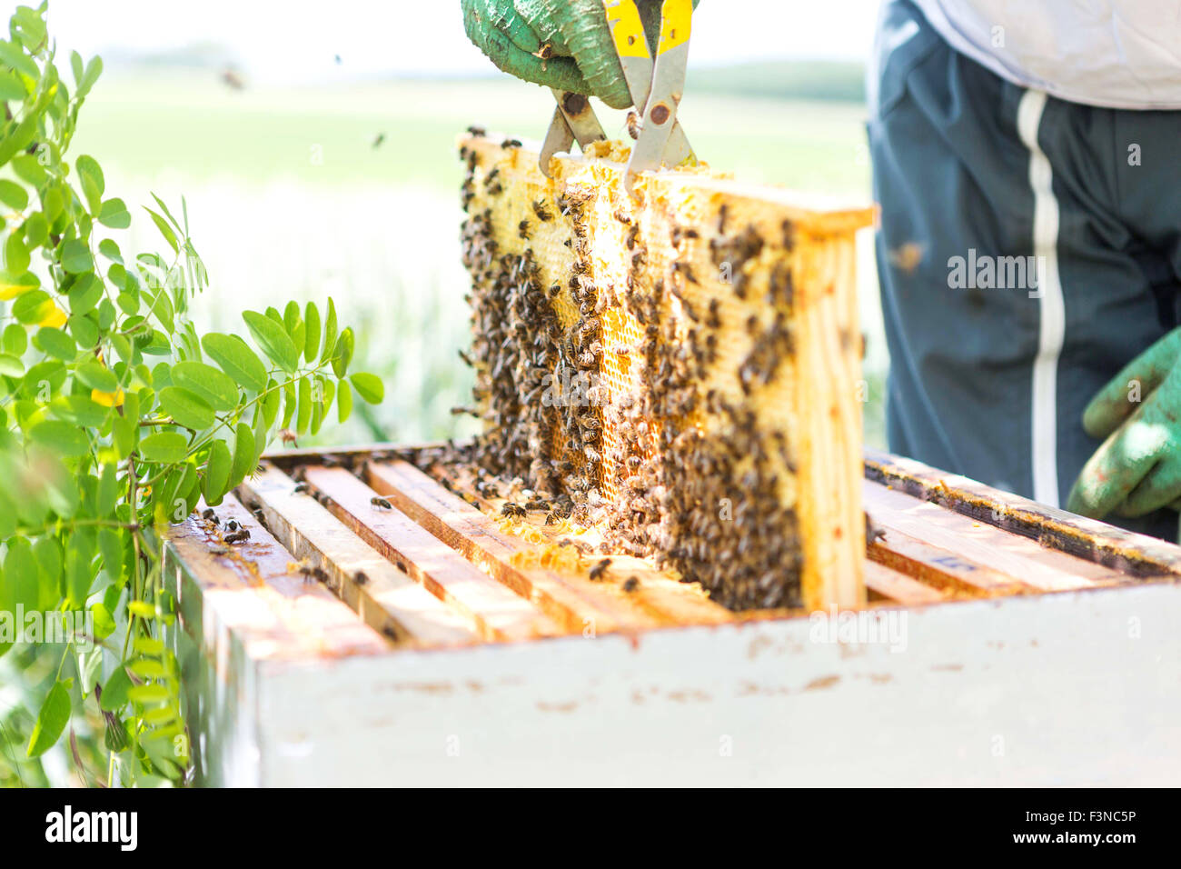 VIew of a Beekeeper working on his beehives in the garden Stock Photo ...