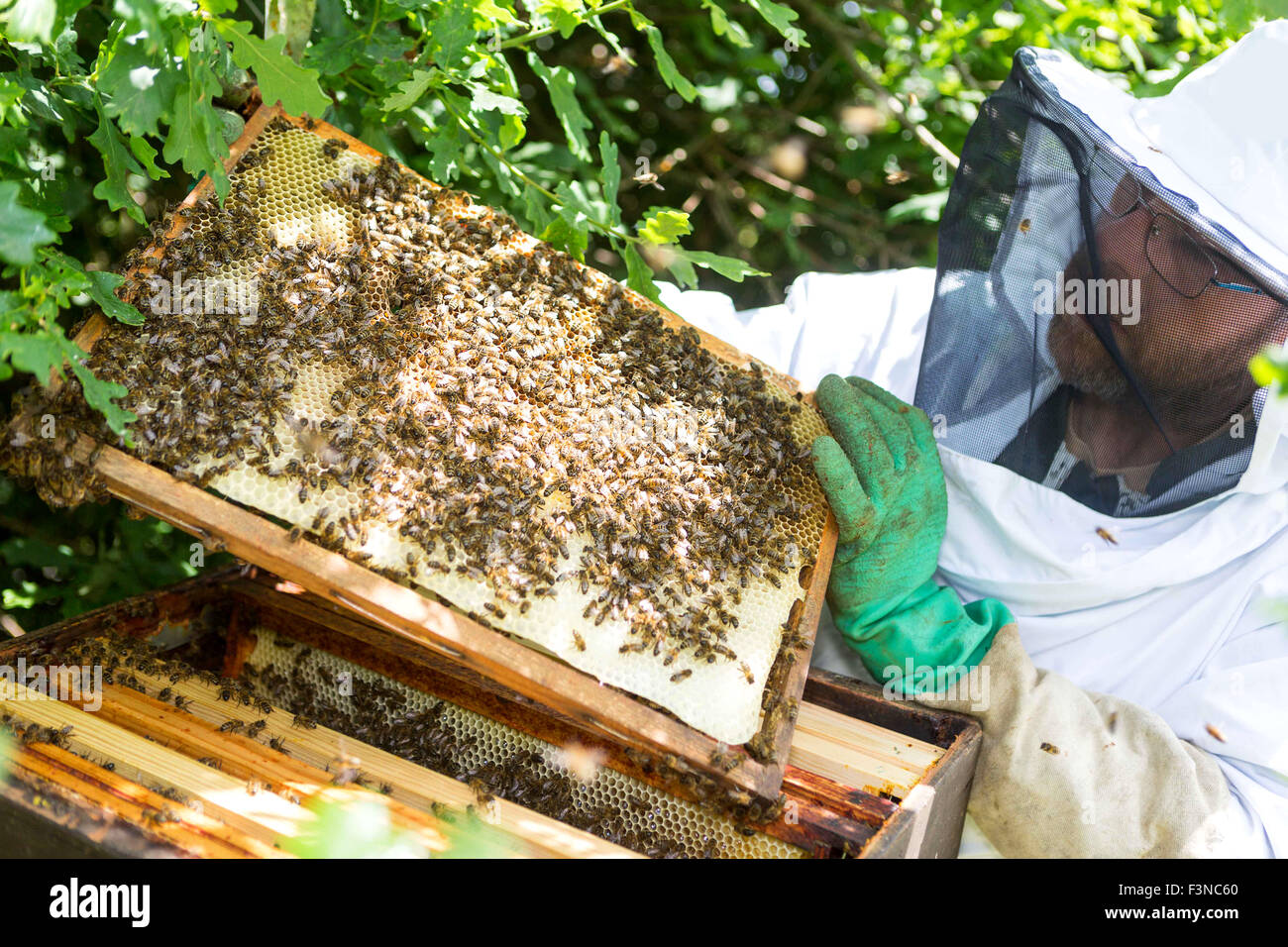 VIew of a Beekeeper working on his beehives in the garden Stock Photo ...