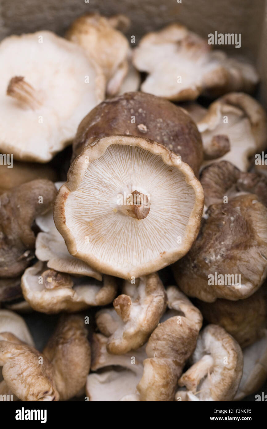 Lentinula edodes. Shiitake mushrooms Stock Photo - Alamy