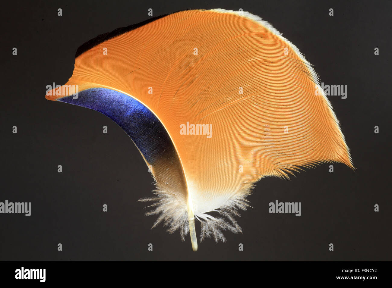 feather of Mandarin Duck (Aix galericulata Stock Photo - Alamy
