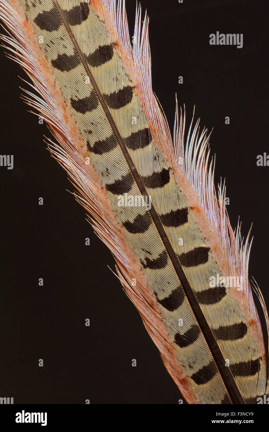 Pheasant feather hi-res stock photography and images - Alamy