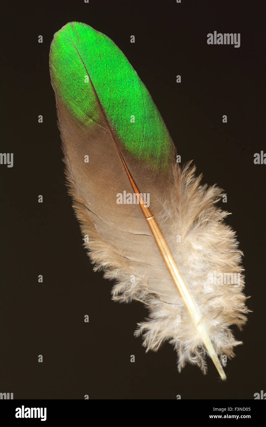 Dove feather hi-res stock photography and images - Alamy