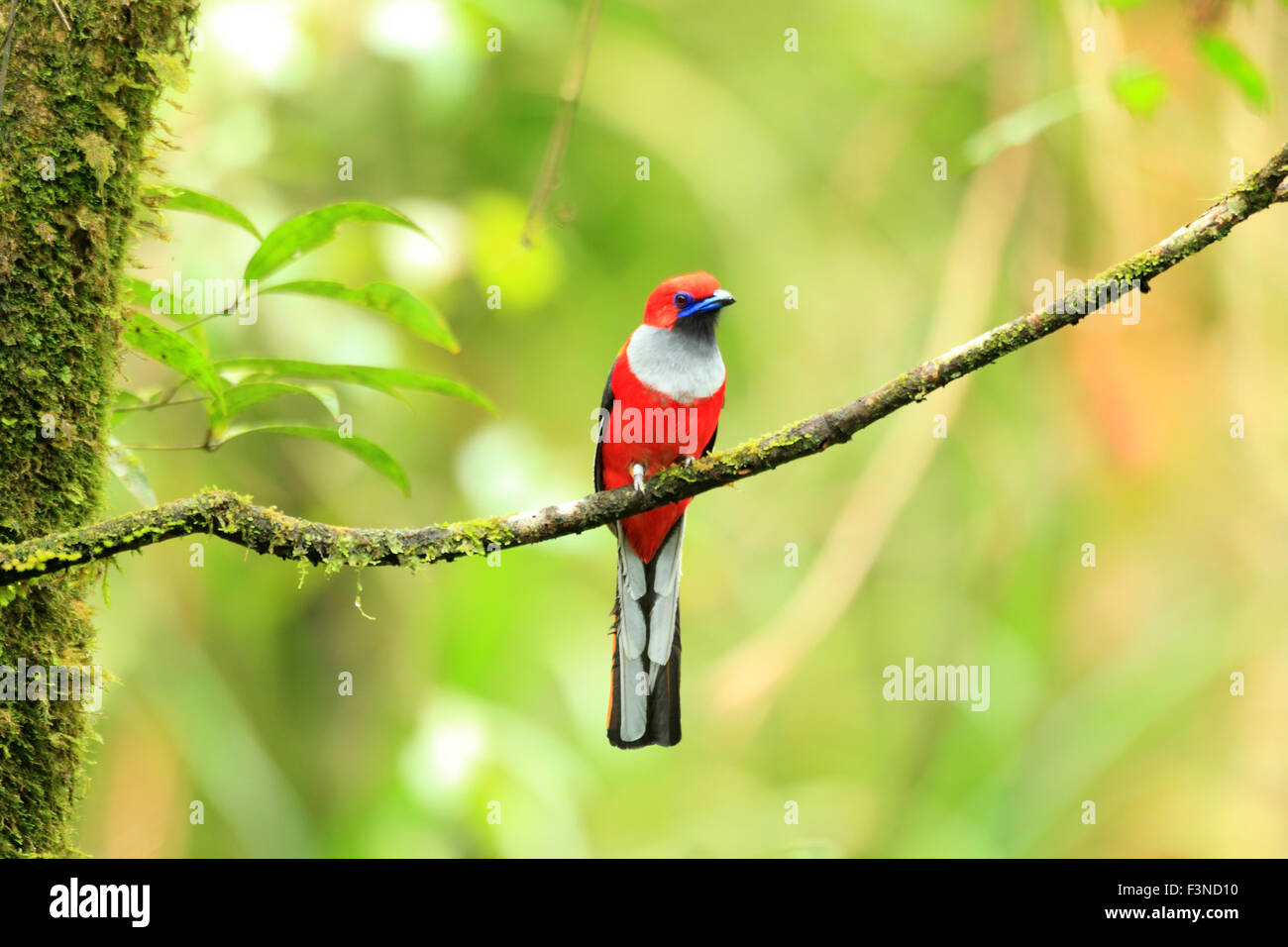 Whitehead's trogon hi-res stock photography and images - Alamy
