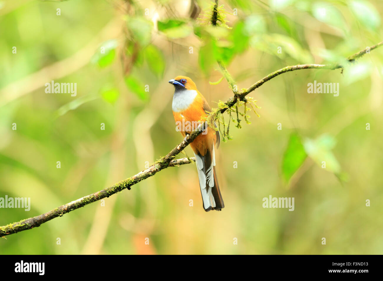 Whitehead's trogon hi-res stock photography and images - Alamy