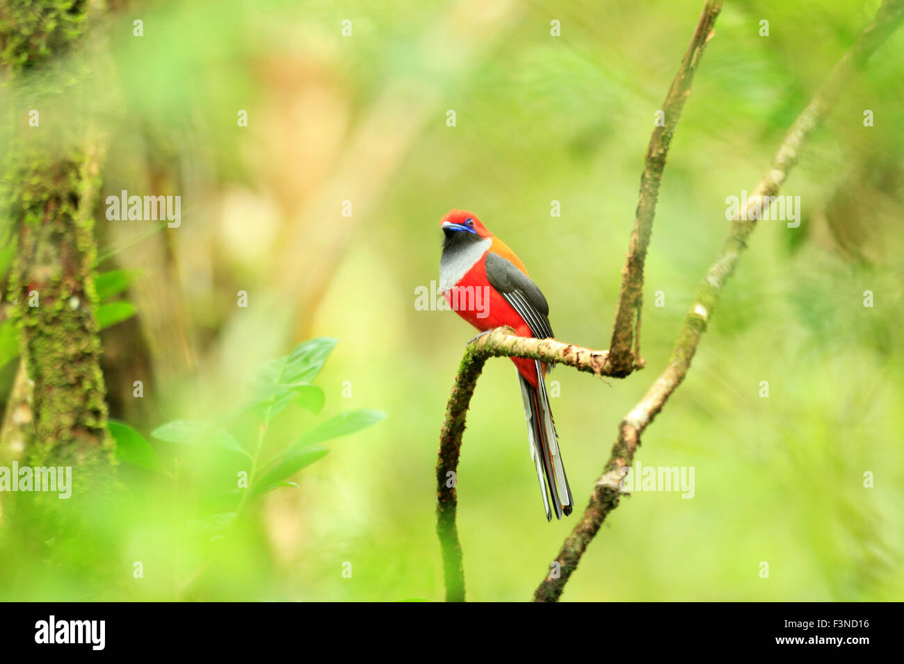 Whitehead's trogon (Harpactes whiteheadi) in Mt.Kinabalu, Borneo ...
