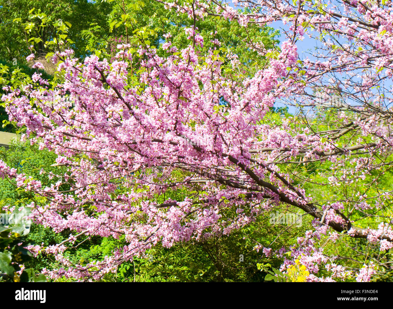 Branch of Eastern redbud, also called as Judas tree, latin name Cercis ...