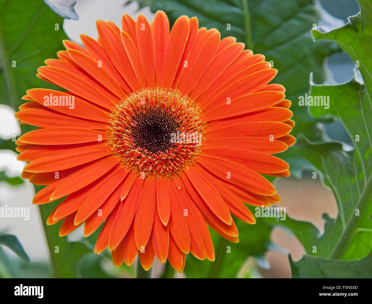A Gerbera flower in full bloom Stock Photo - Alamy