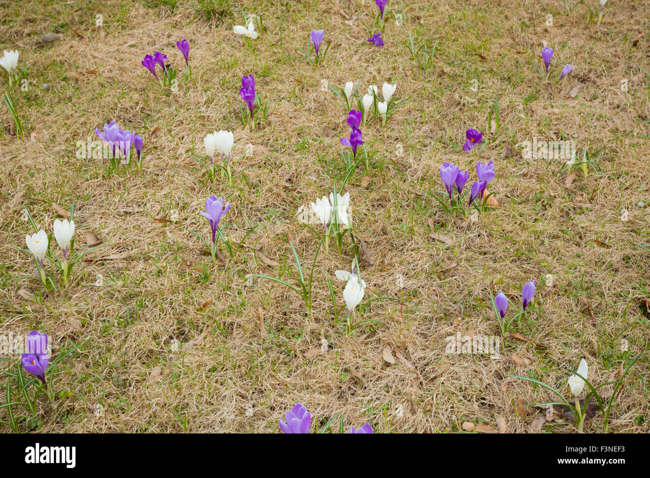 Crocus flowers on grass Stock Photo - Alamy