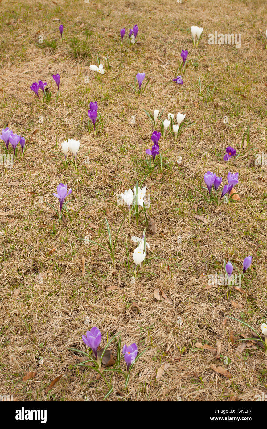 Crocus flowers on grass Stock Photo - Alamy