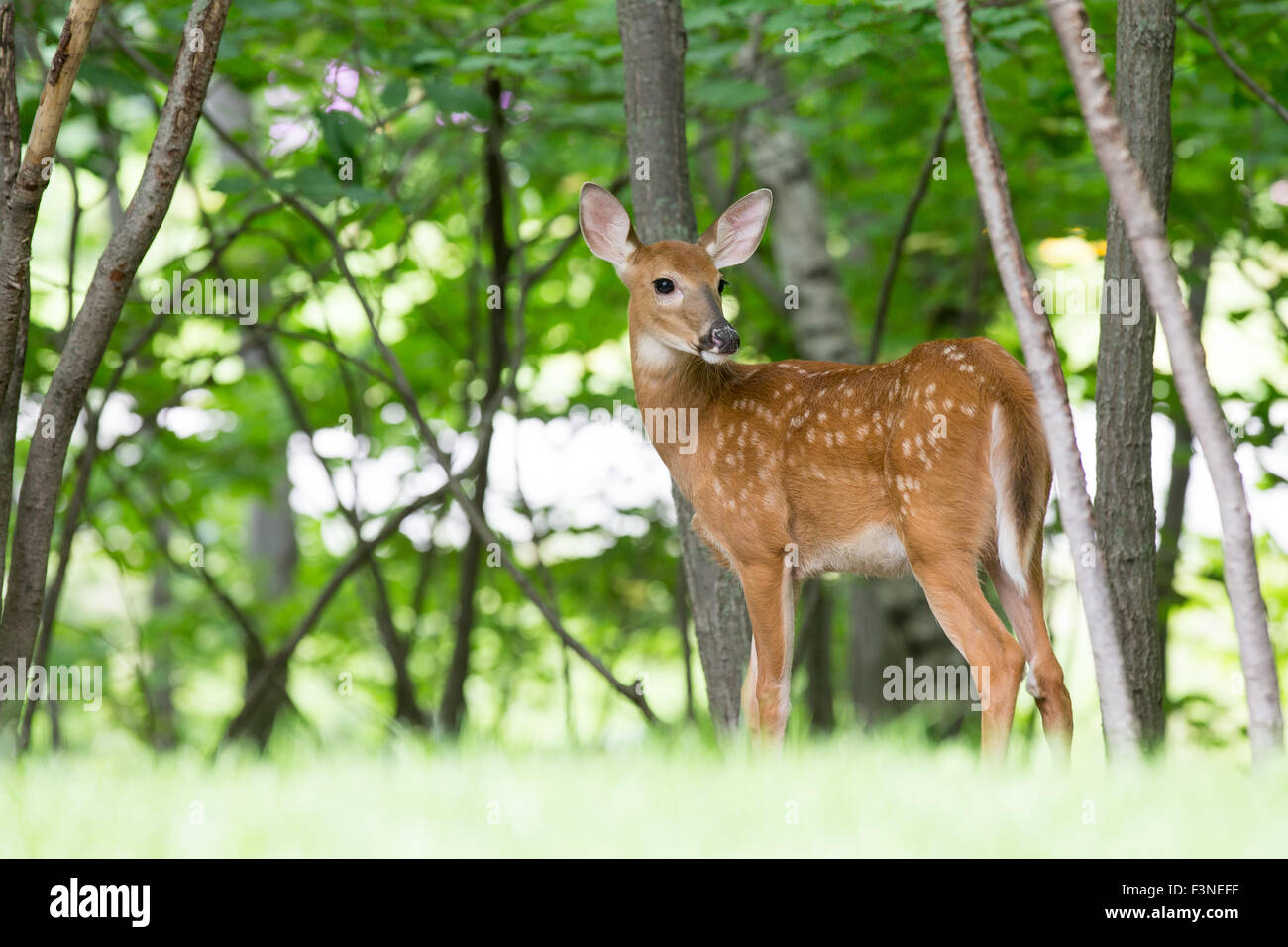 Fawn With Spots High Resolution Stock Photography and Images - Alamy