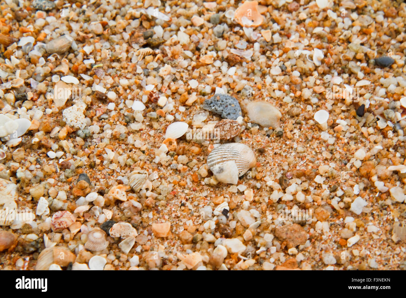 Sea shells on sandy beach Stock Photo - Alamy
