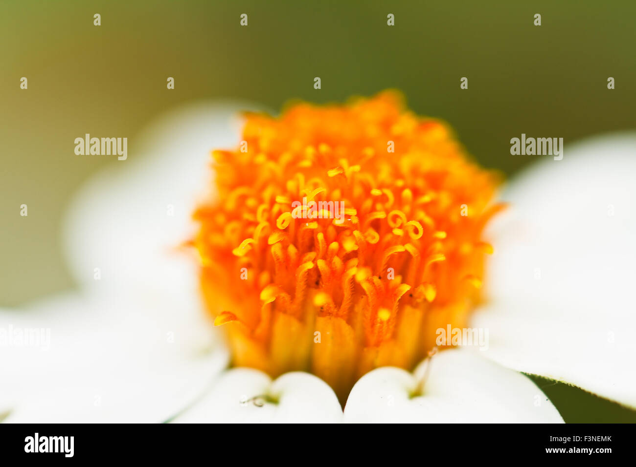 Blooming white star flowers Stock Photo - Alamy