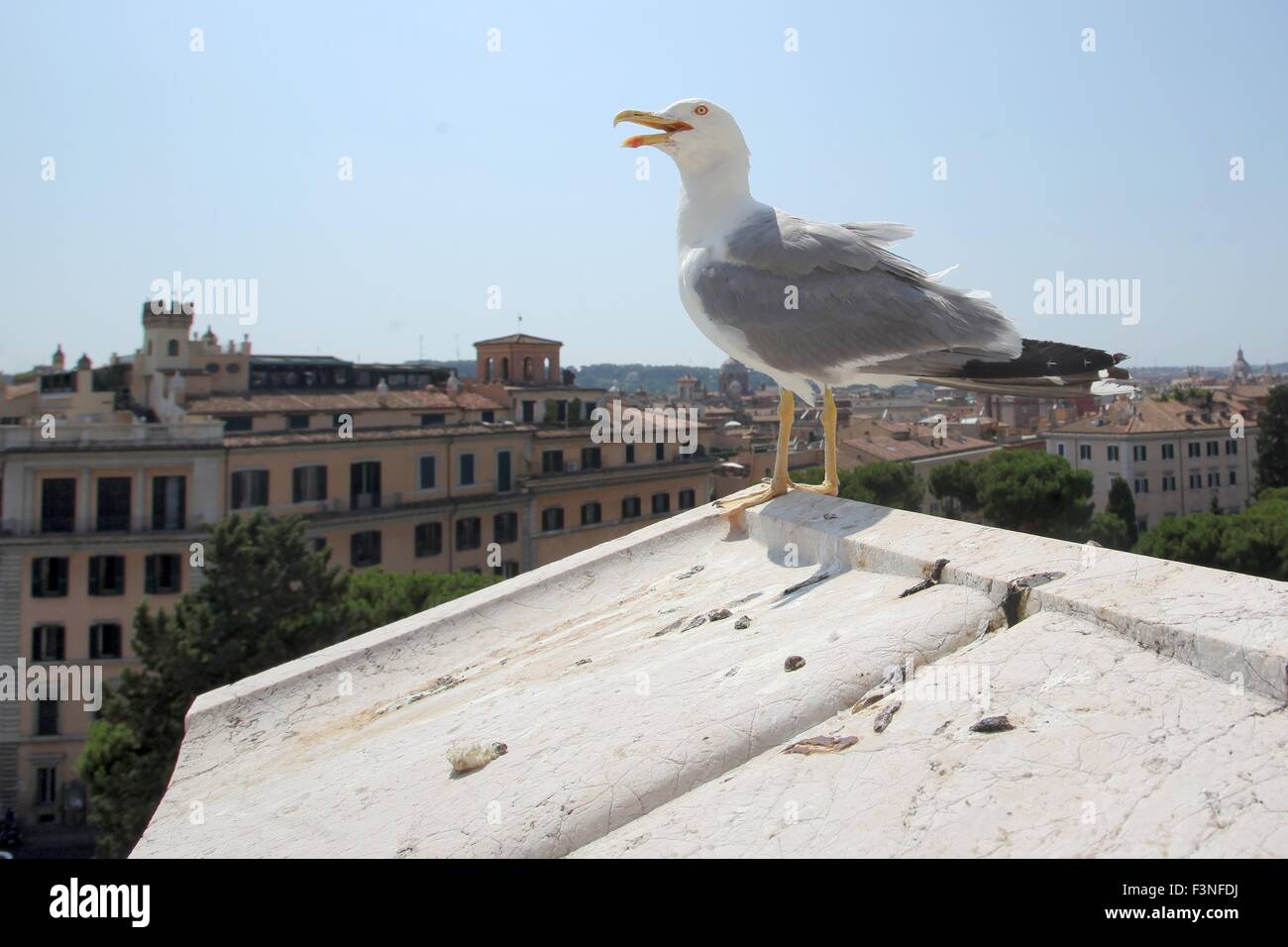 Rome, Italy. 14th July, 2015. A dove sitting on a gable surrounded by ...