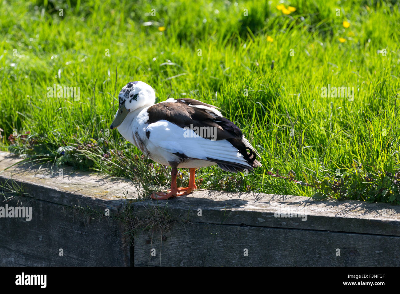 Birdwatching Norfolk Ducks on the riverbank. Norfolk Broads England UK ...
