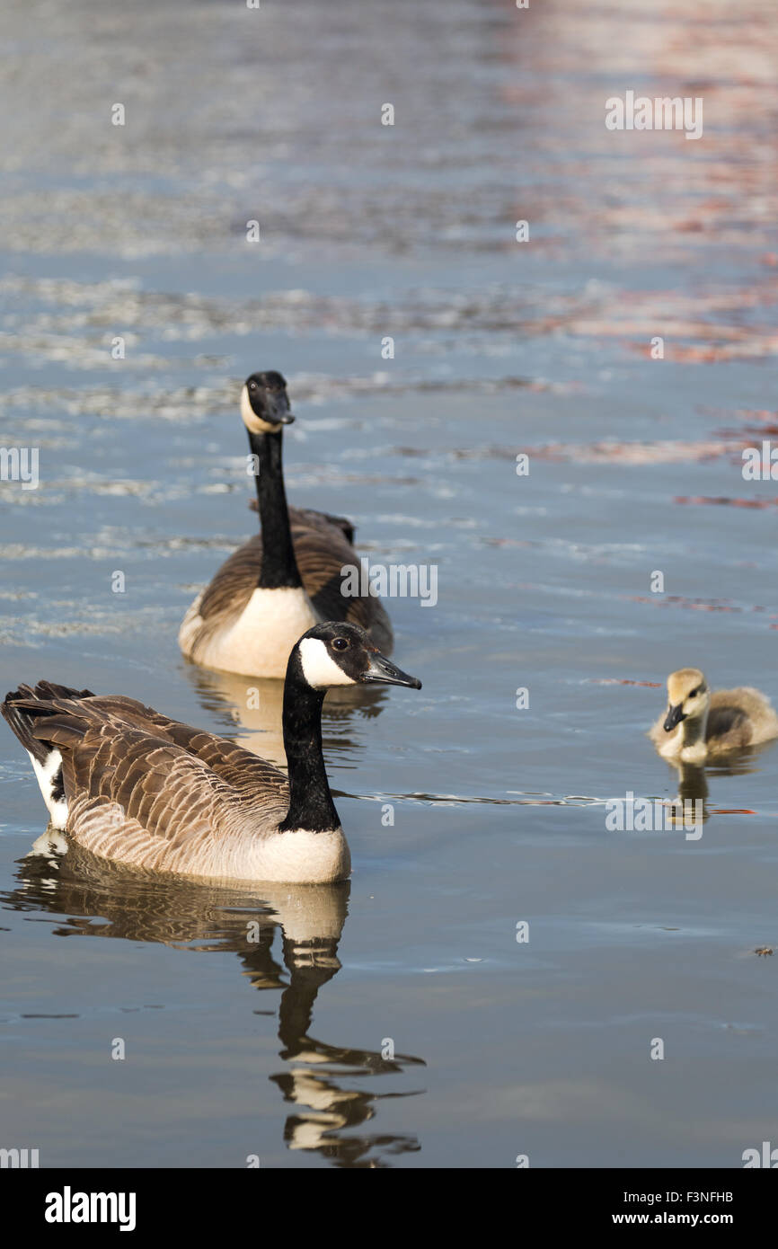 Canada Geese with young gosling offspring. Norfolk Broads England UK ...