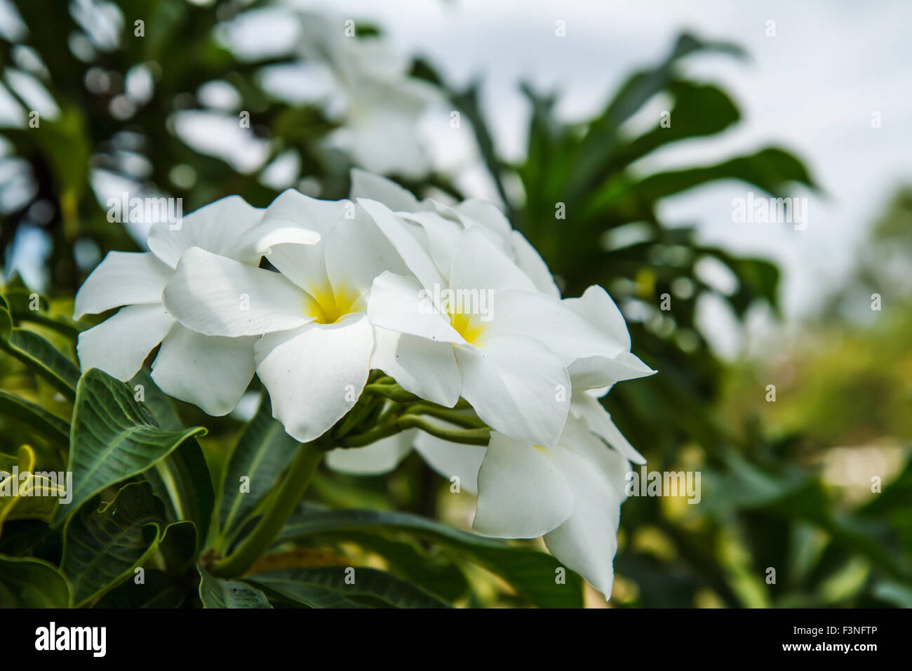 white flower in garden Stock Photo - Alamy