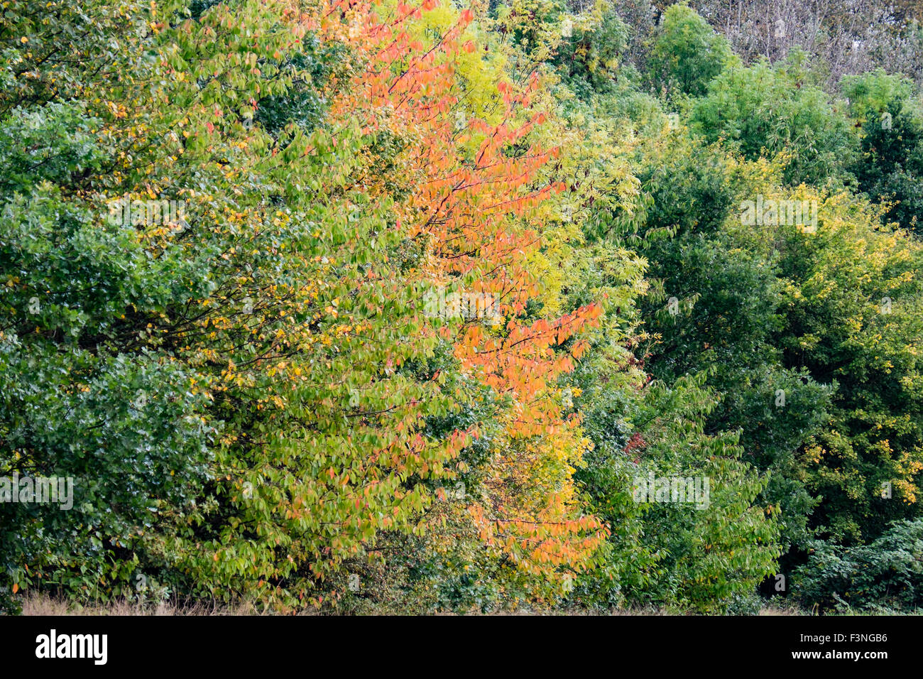 Shades of green color colour hi-res stock photography and images - Alamy
