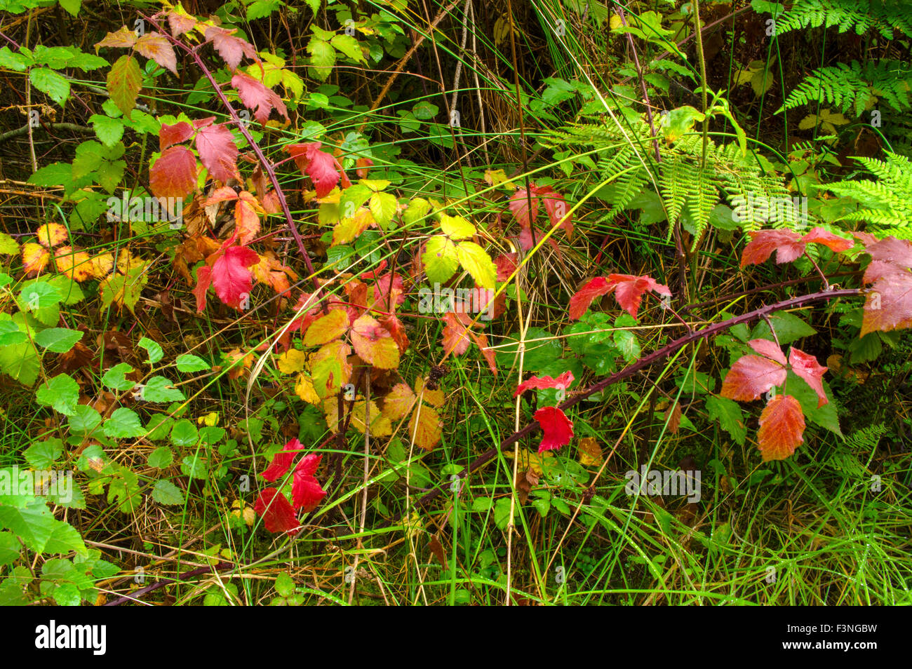 The edge of a footpath with bramble turning colour in autumn Stock ...