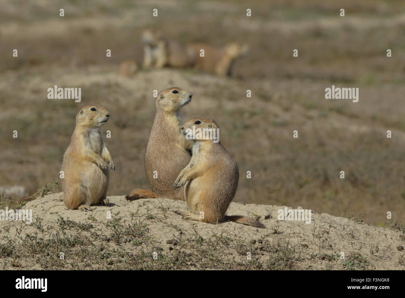 Prairie Dog Leading The Group