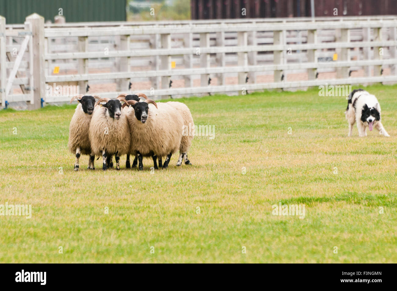 Rounding up a flock of sheep hi-res stock photography and images - Alamy