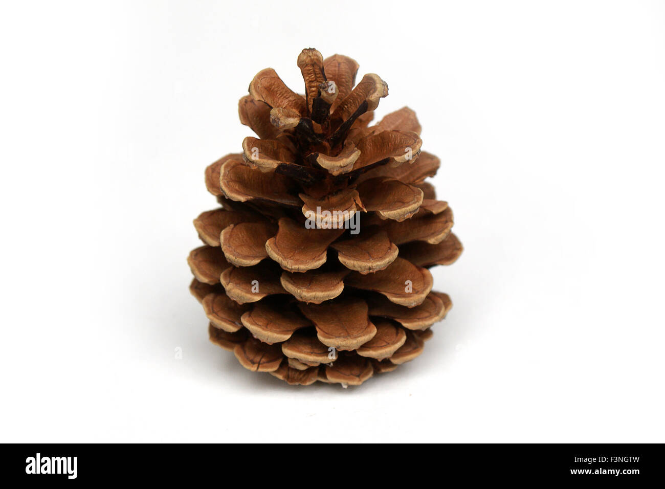 Isolated pine cone Stock Photo - Alamy