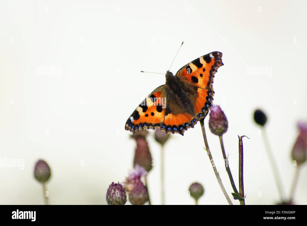 The flying tortoise hi-res stock photography and images - Alamy