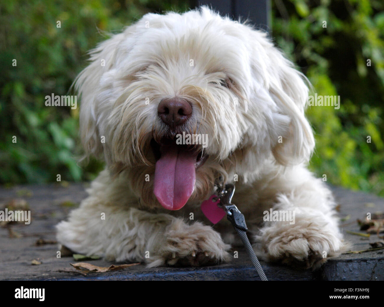 Happy Scruffy Dog High Resolution Stock Photography and Images - Alamy