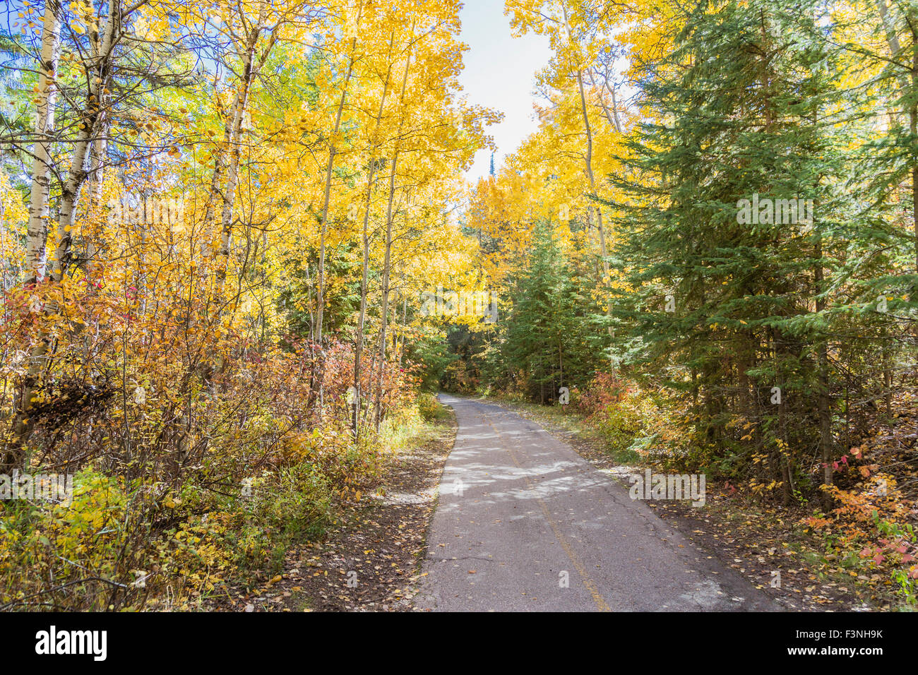Fall coloured trees along a pathway in Edmonton Alberta Canada Stock ...