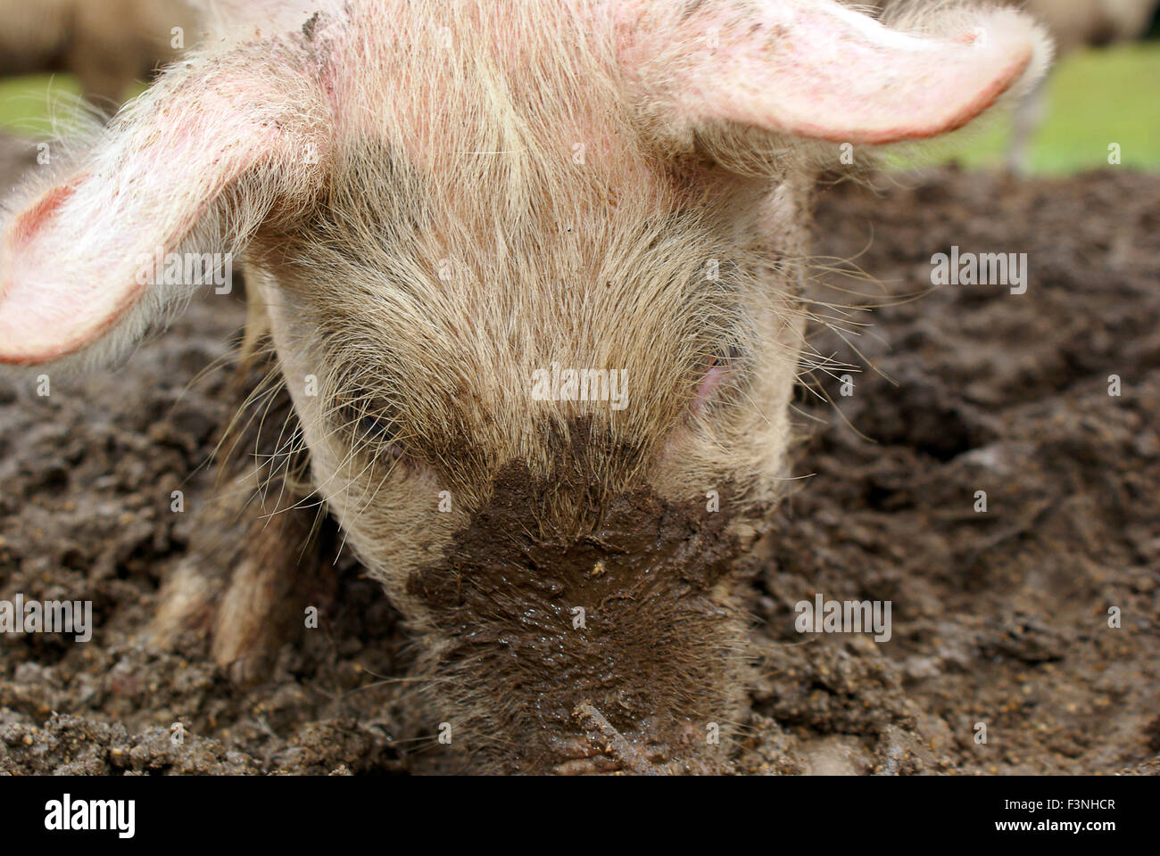 Pig finding goods in the mud Stock Photo - Alamy