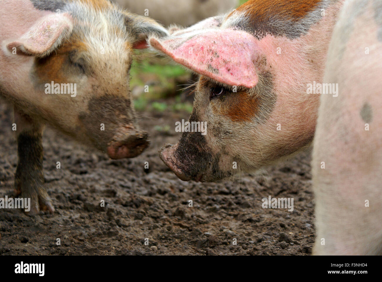 Hairy pigs hi-res stock photography and images - Alamy