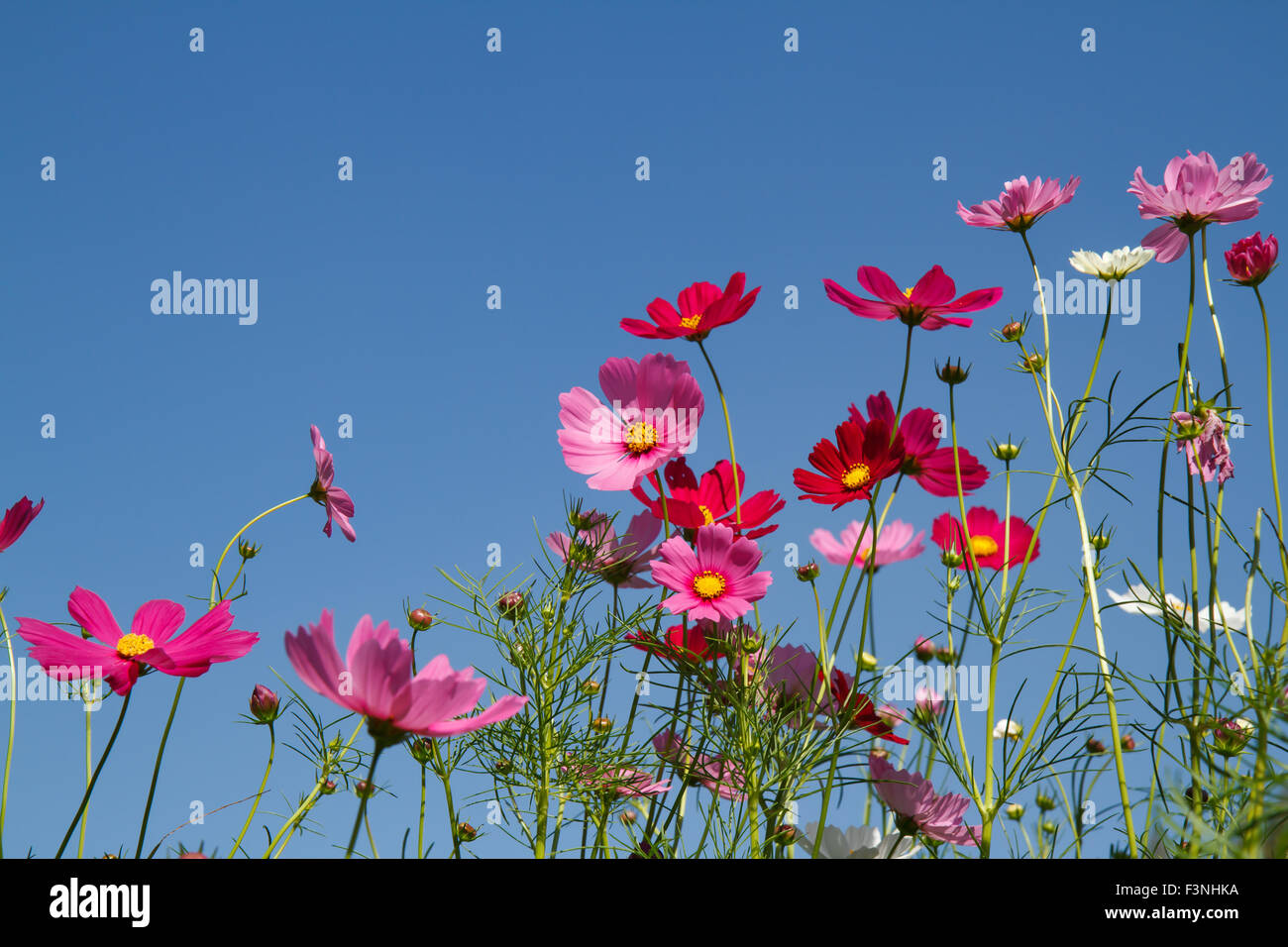 cosmos flower in garden Stock Photo - Alamy