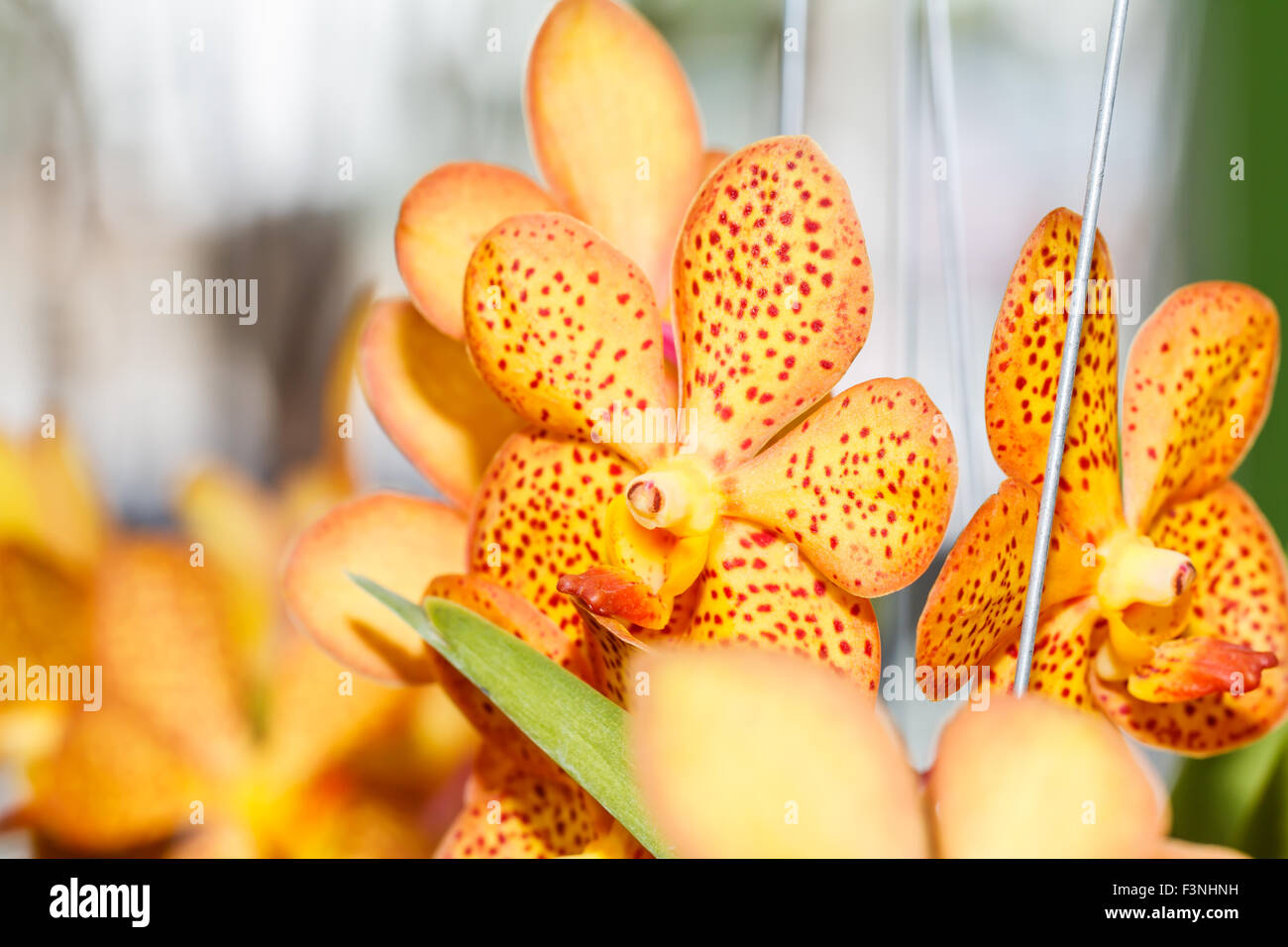 Pure white orchid flowers hi-res stock photography and images - Alamy