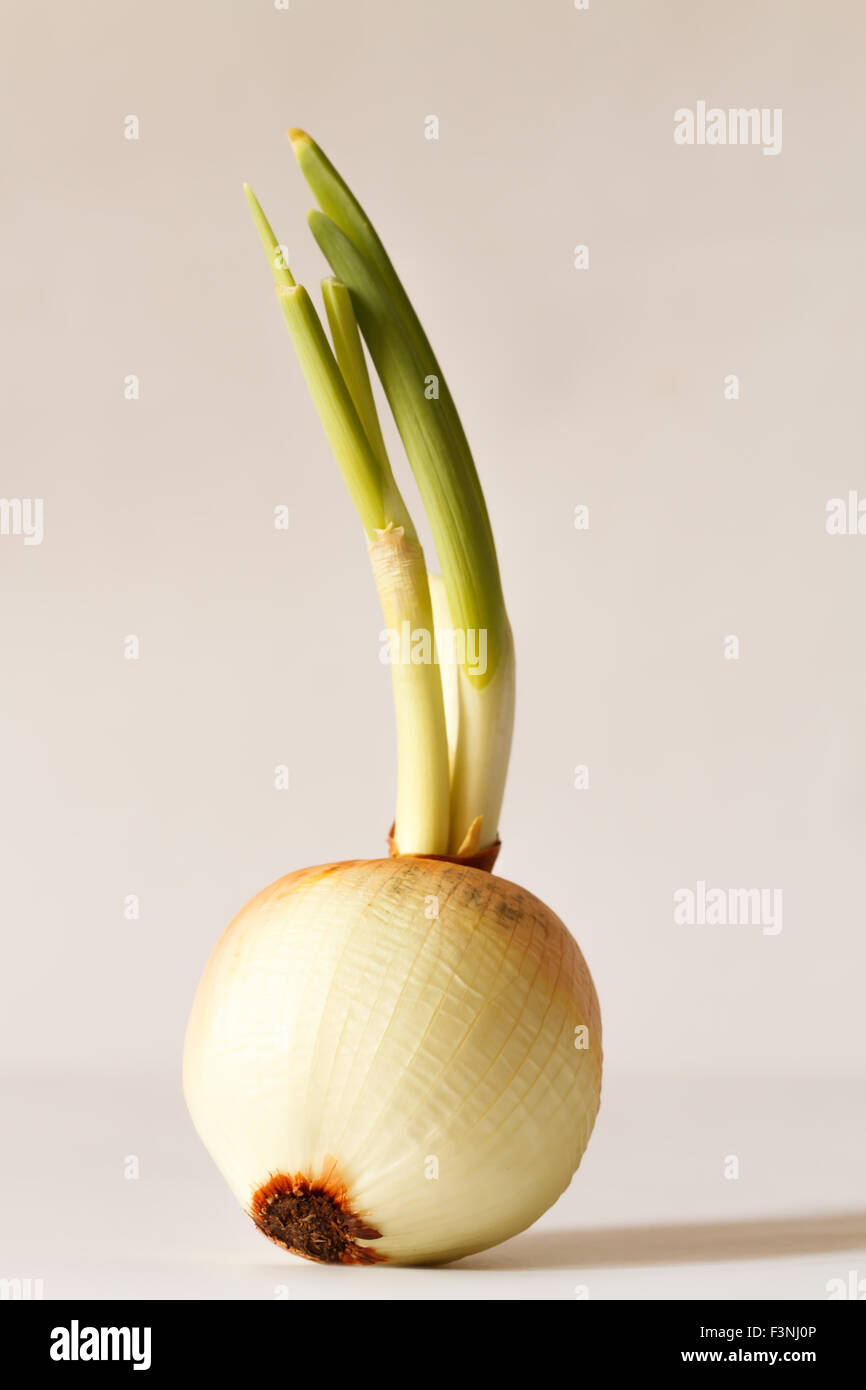 onion isolate on white background Stock Photo - Alamy