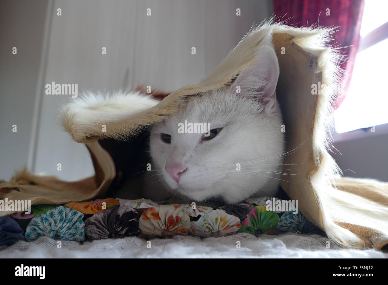 Under the bed hi-res stock photography and images - Alamy