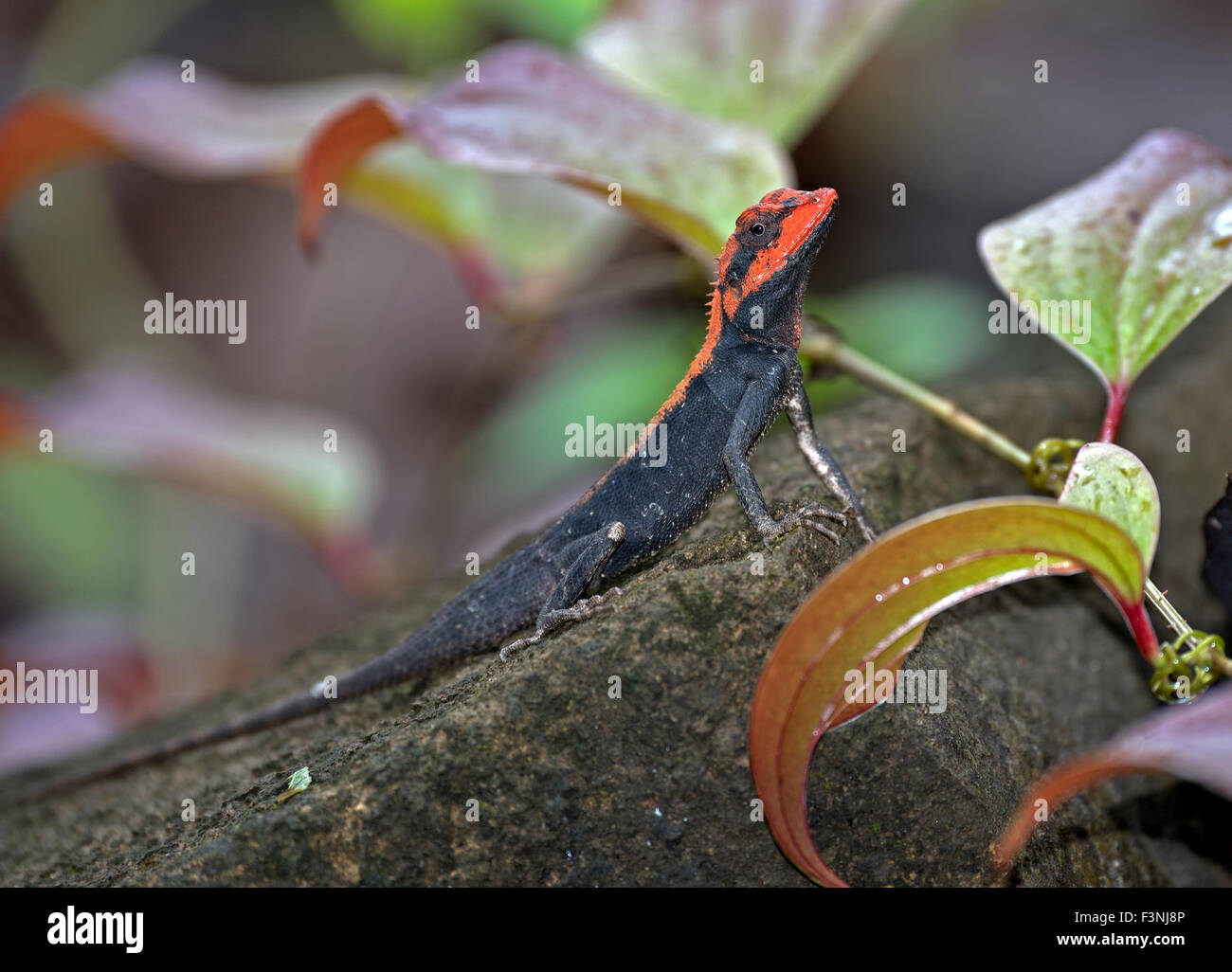 The image of Forest Calotes ( Calotes rouxii )was taken in Sanjay ...