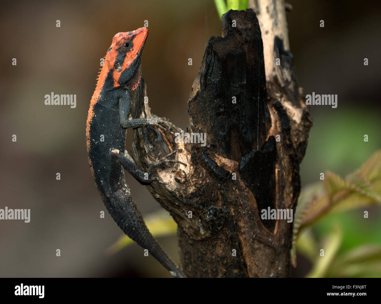 The image of Forest Calotes ( Calotes rouxii )was taken in Sanjay ...
