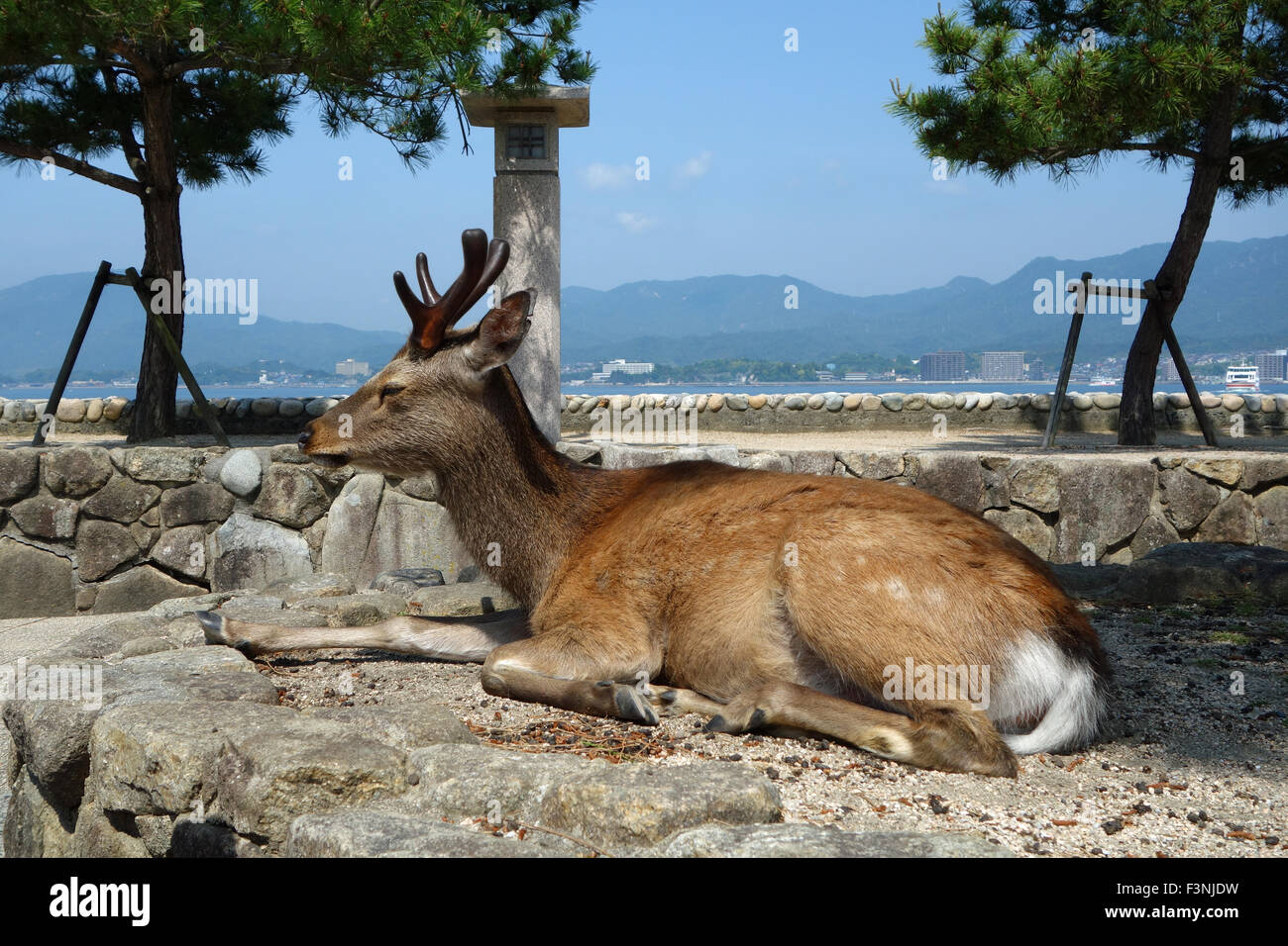 Deer island hi-res stock photography and images - Alamy
