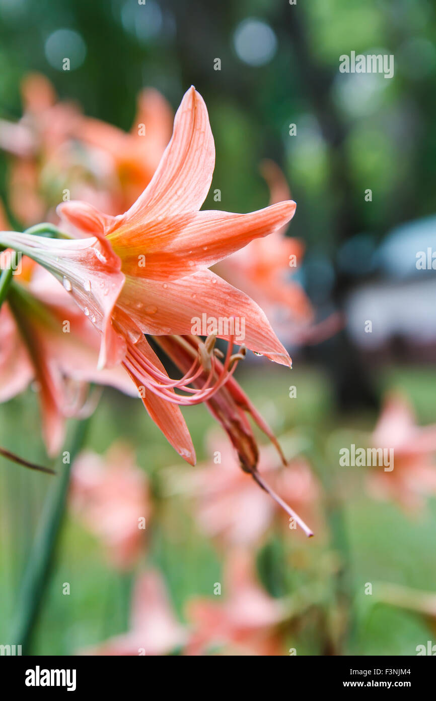 Striped hippeastrum hi-res stock photography and images - Alamy