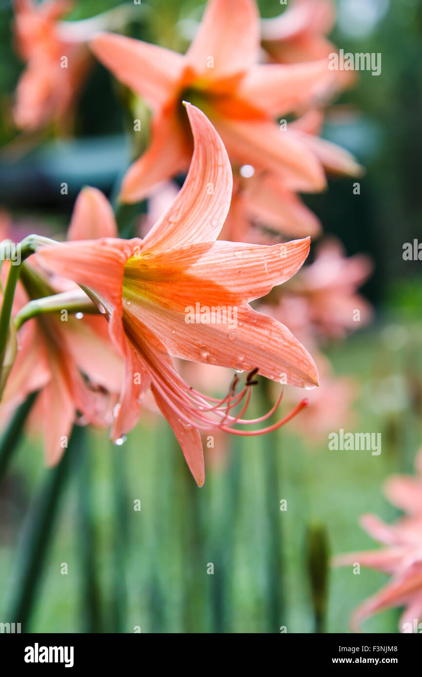 Hippeastrum flower hi-res stock photography and images - Alamy