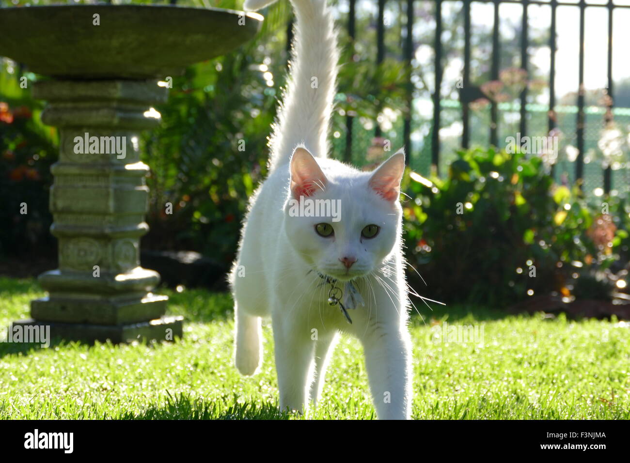 White cat walking Stock Photo - Alamy