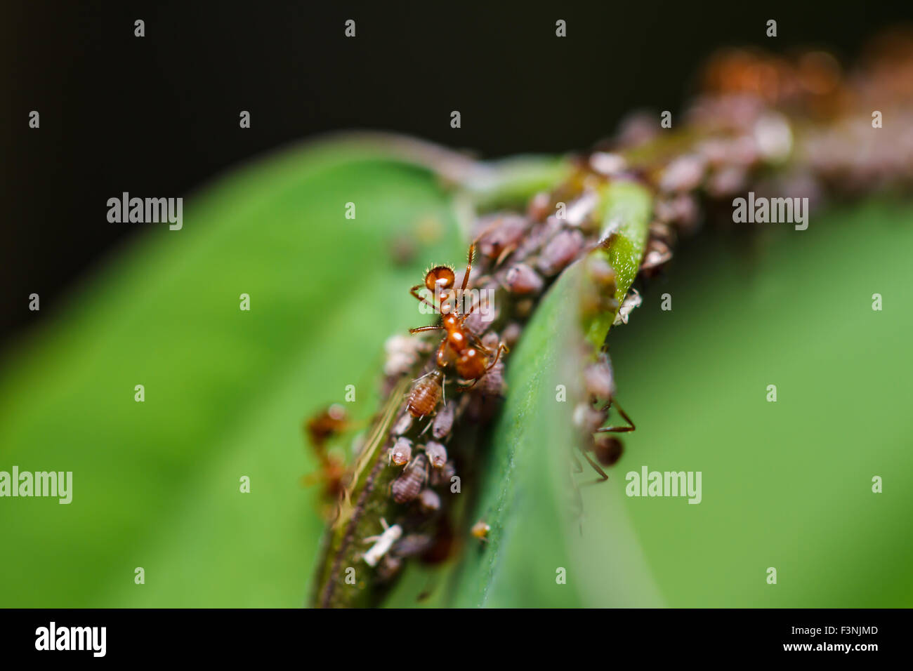 red ants on a green leaf Stock Photo - Alamy
