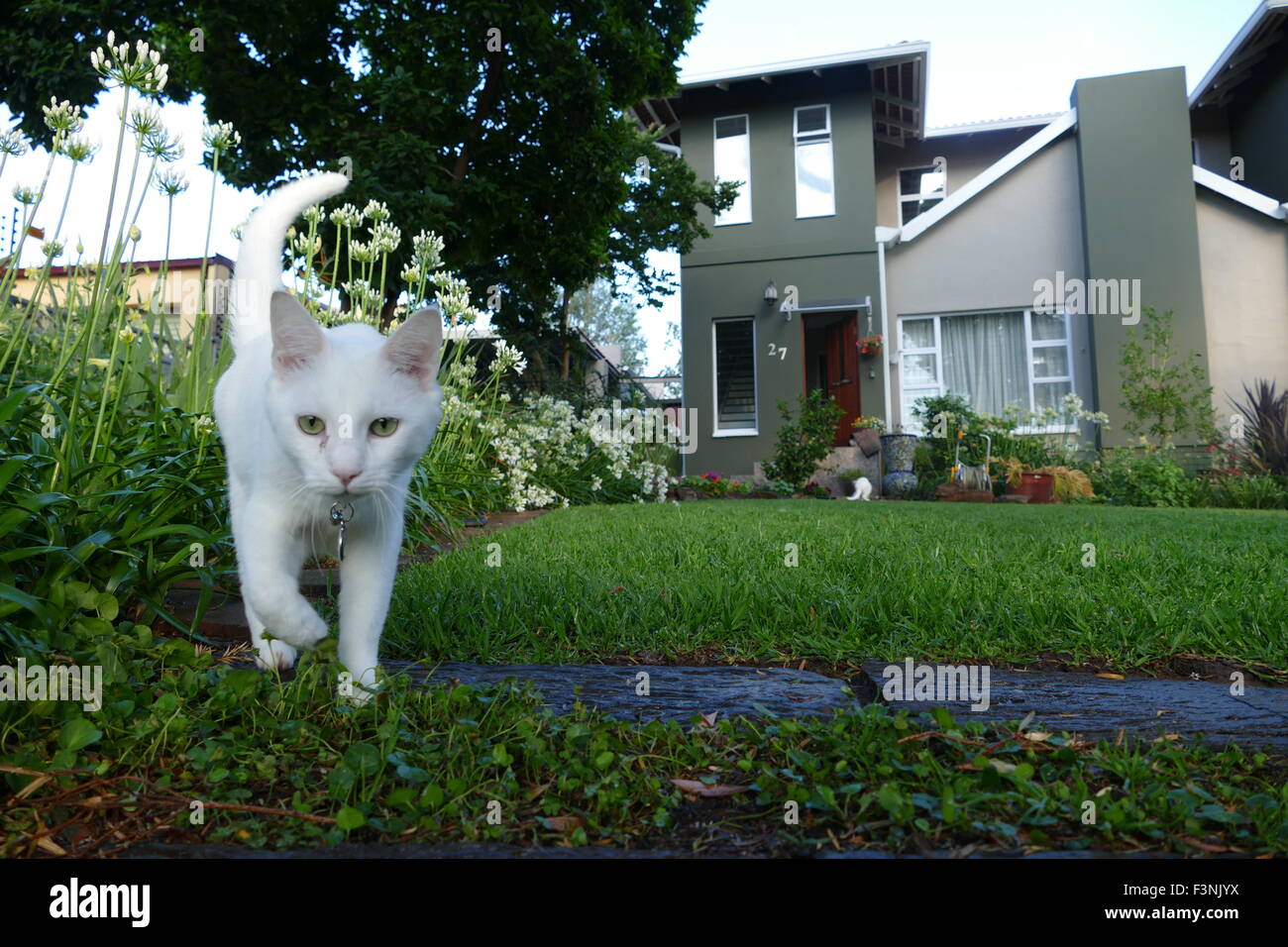 White cat walking Stock Photo - Alamy