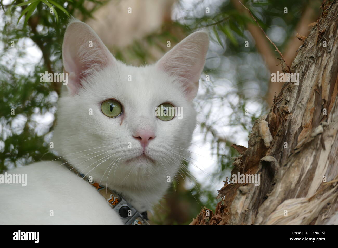 White cat on tree Stock Photo - Alamy