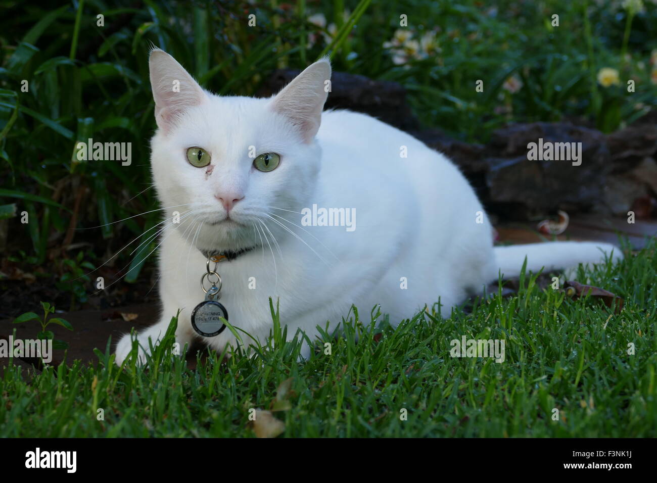 White cat in garden Stock Photo - Alamy