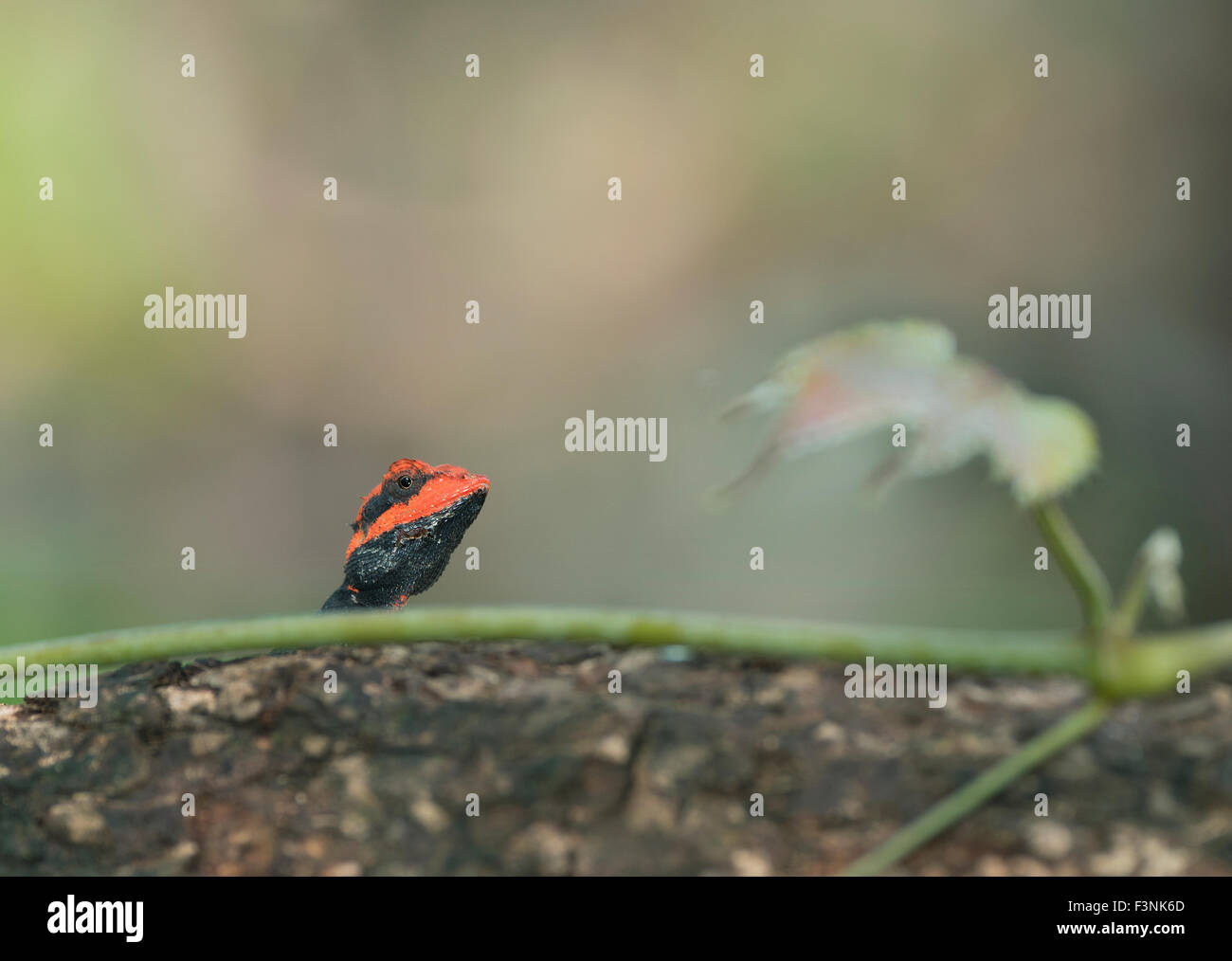 The image of Forest Calotes ( Calotes rouxii )was taken in Sanjay ...