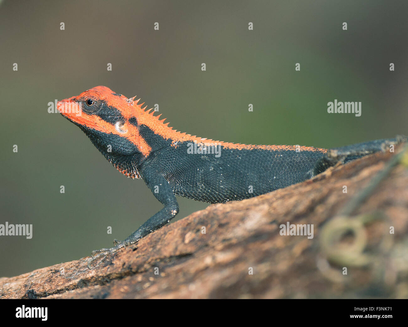 Calotes rouxii hi-res stock photography and images - Alamy