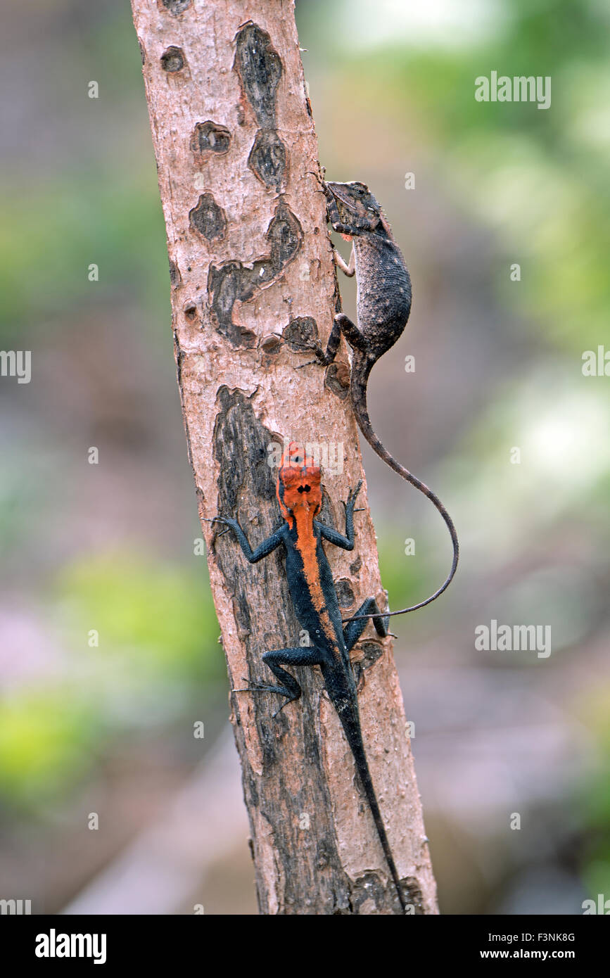The image of Forest Calotes ( Calotes rouxii )was taken in Sanjay ...