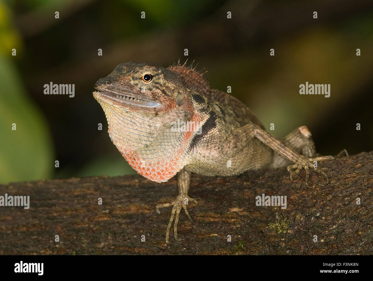 The image of Common Garden Lizard ( Calotes versicolor ) was taken in ...