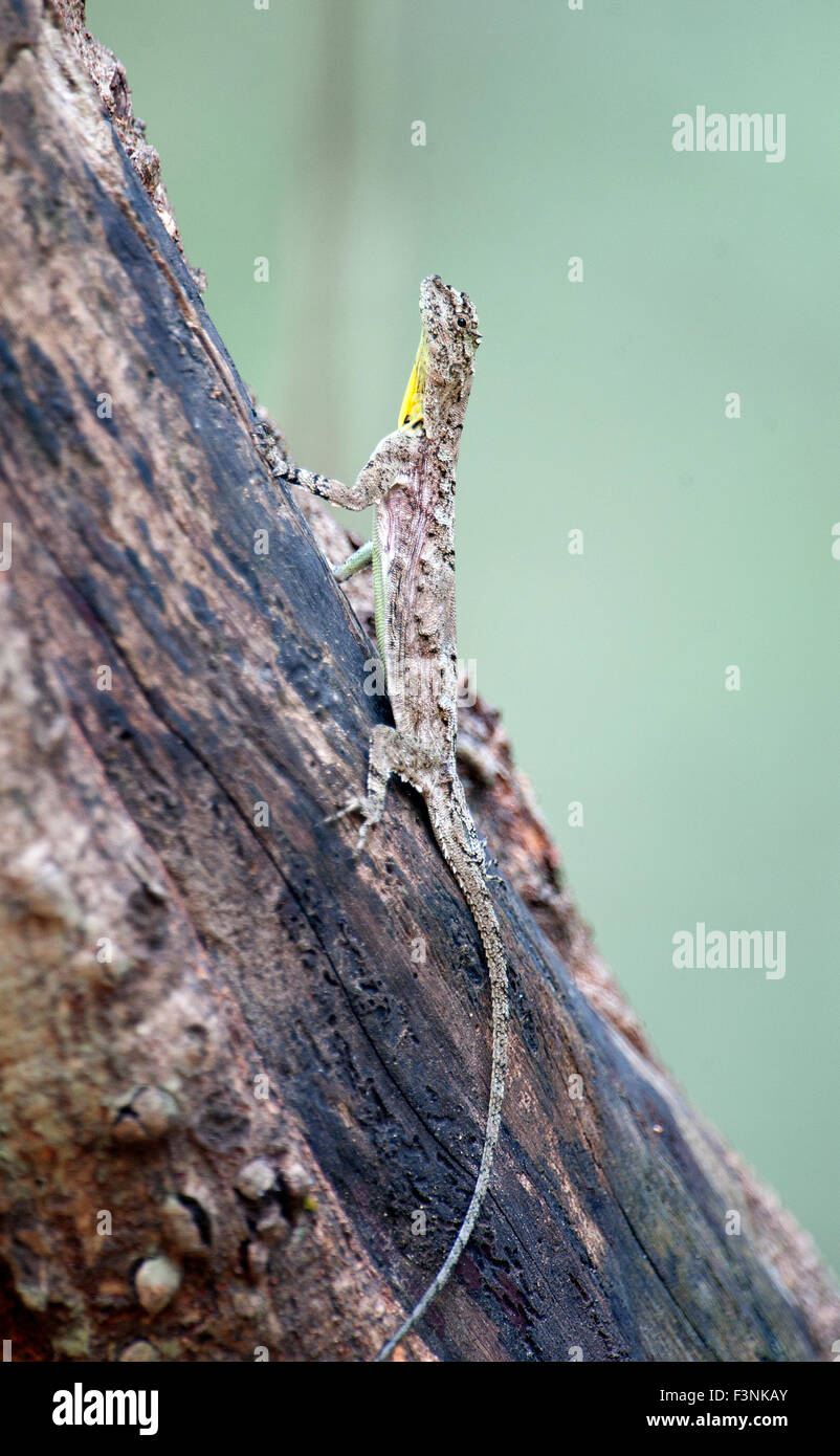Draco High Resolution Stock Photography and Images - Alamy